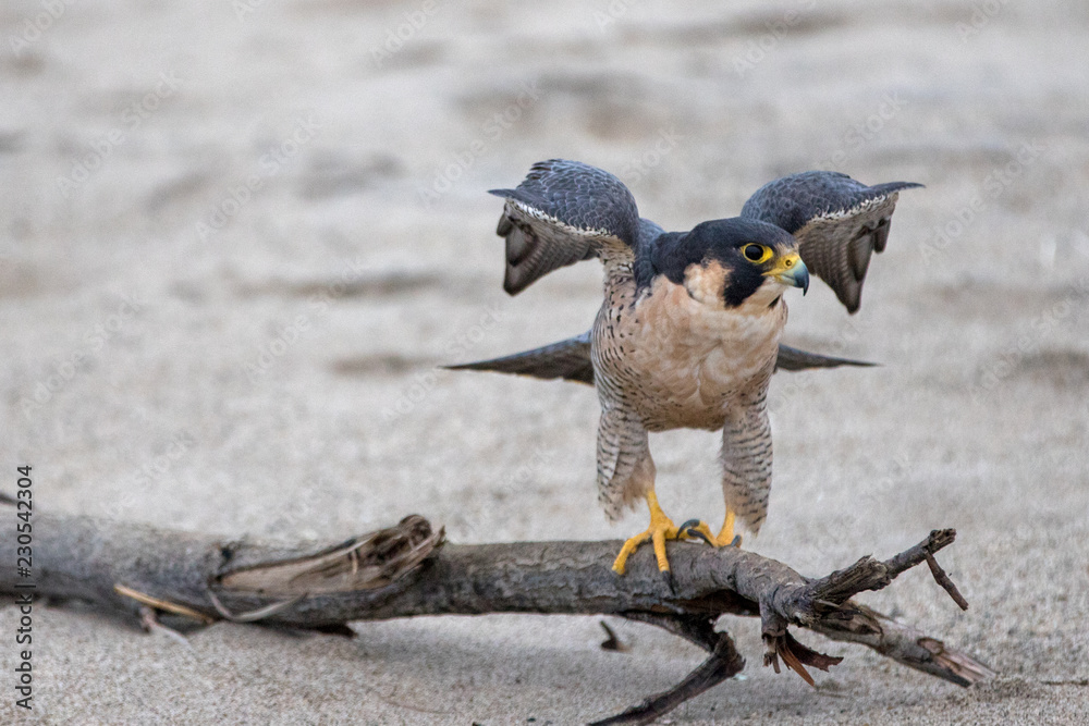 Red Shouldered Hawk flapping his wings while perched on driftwood on ...