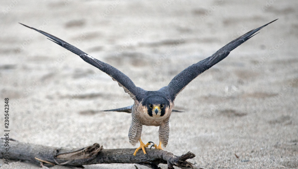 Red Shouldered Hawk stretching his wings on driftwood on McGrath State ...
