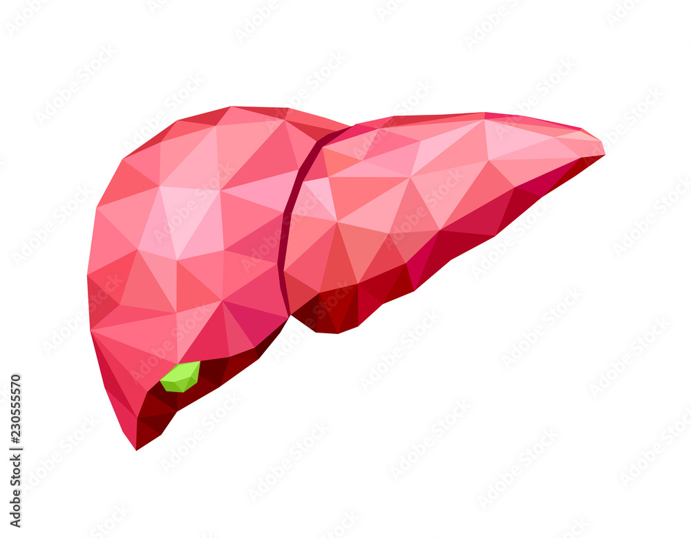 polygonal art of human liver design. Abstract anatomy organ. World ...