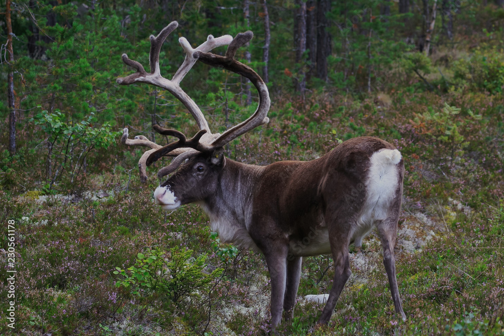 Caribou, Rudolph the red nosed reindeer, x-mas cards Stock Photo ...