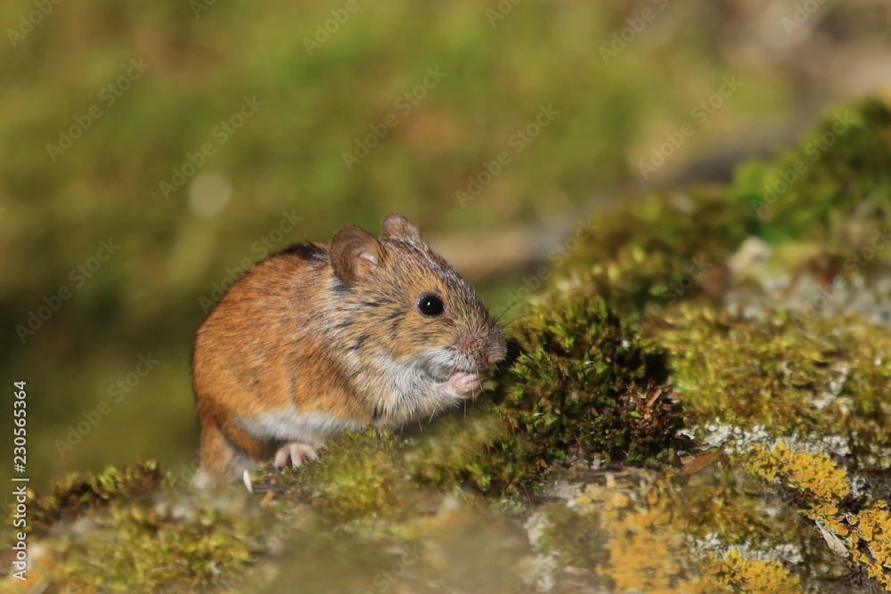 Single Striped field mouse on a ground during a spring period. Apodemus ...