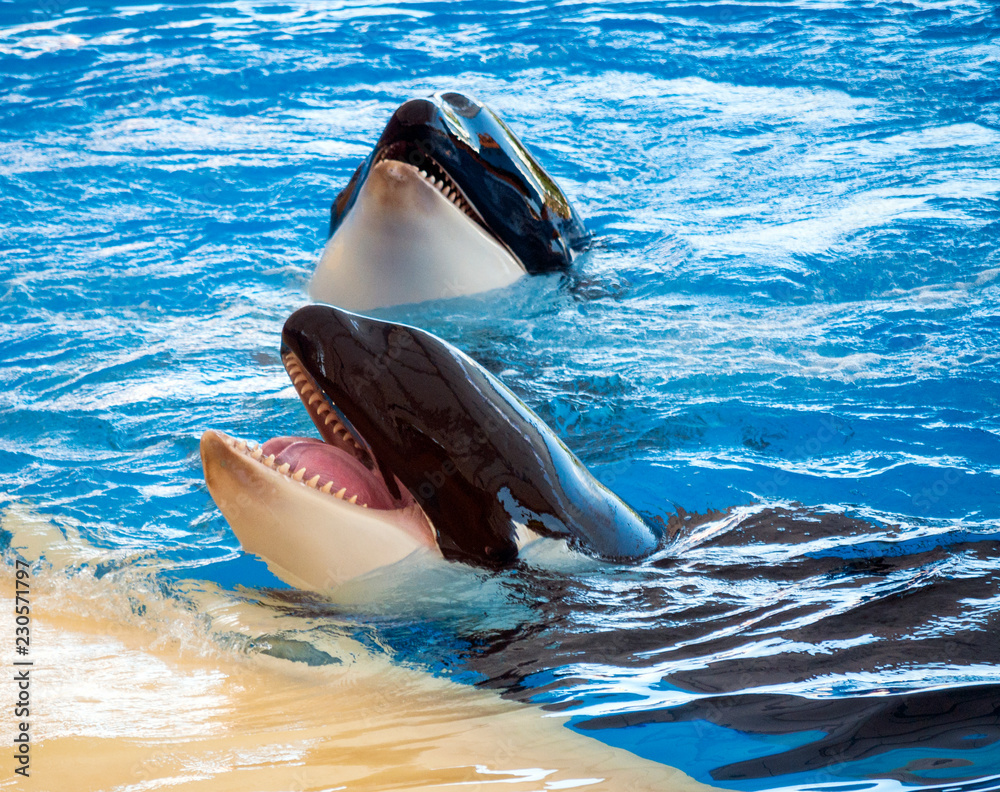 Orcas in the water park of Tenerife Stock Photo | Adobe Stock