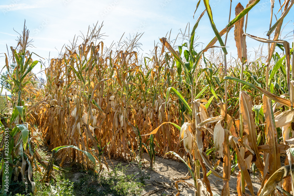 Drought hits corn crop. Corn plants in a field suffering from drought ...