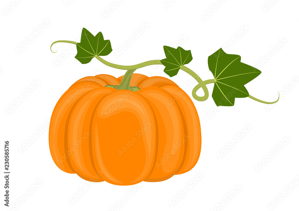 Vector illustration. Isolated pumpkin with stem on white background ...
