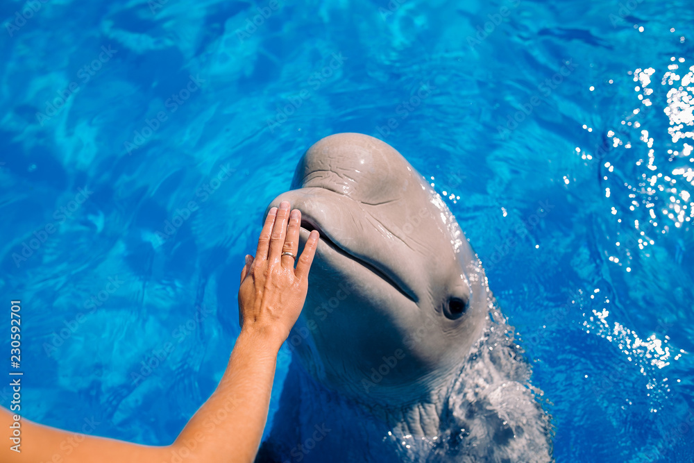 Female coach with Beluga whale. Woman touching and playing with white ...