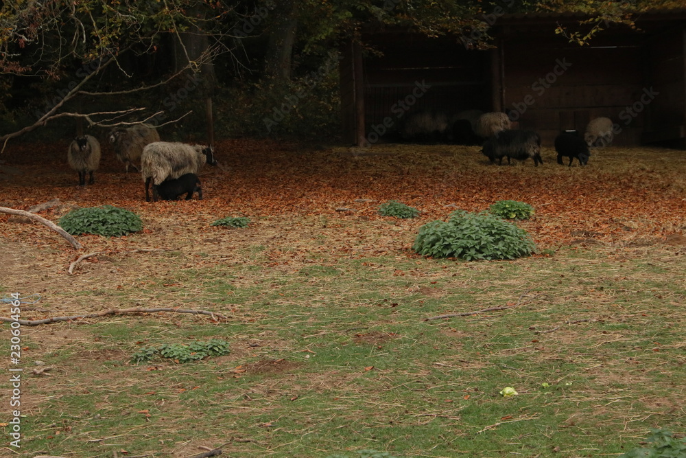 Black and white skudda sheep grazing in a field Stock Photo | Adobe Stock