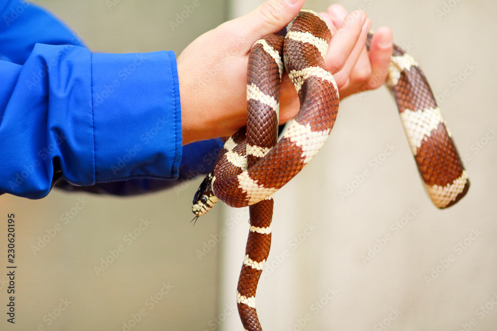 Boy with snakes. Man holds in hands reptile Common King snake ...