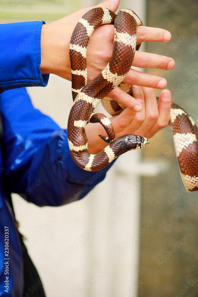 Boy with snakes. Man holds in hands reptile Common King snake ...