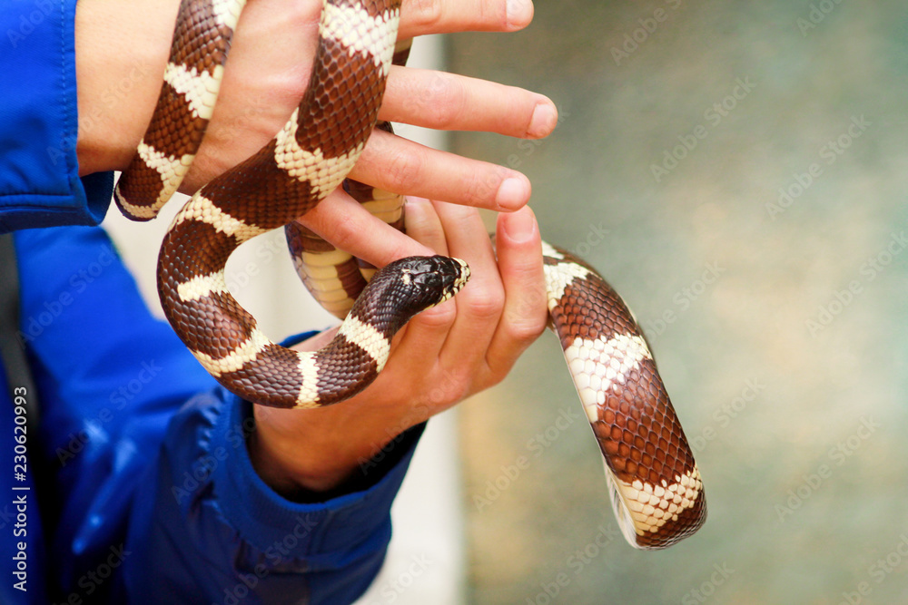 Boy with snakes. Man holds in hands reptile Common King snake ...
