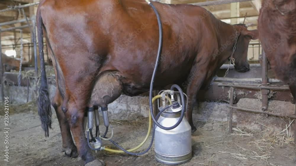 Cow milking machine at livestock farming. Automated dairy processing ...