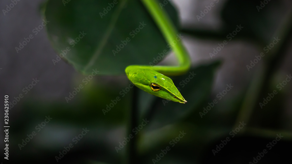 Green snake in the tree,Its green skin of camouflage nature to dodge ...