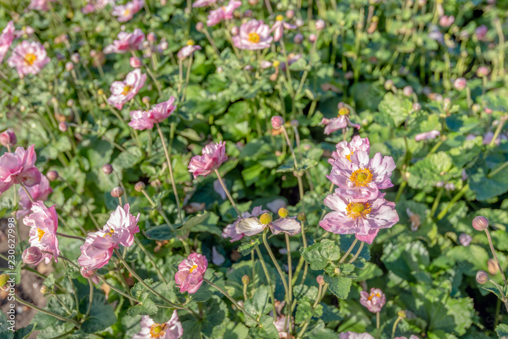 Pink flowers and buds of Japanese anemone plants from close at a ...