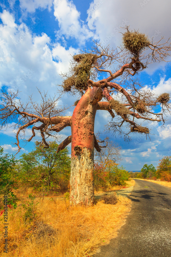Game drive safari in Baobab tree forest also known as monkey bread trees, tabaldi or bottle ...