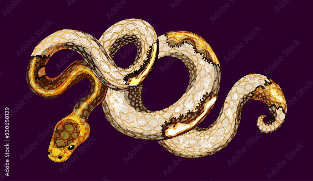 Piebald Ball Python isolated illustration, white scale, golden ...