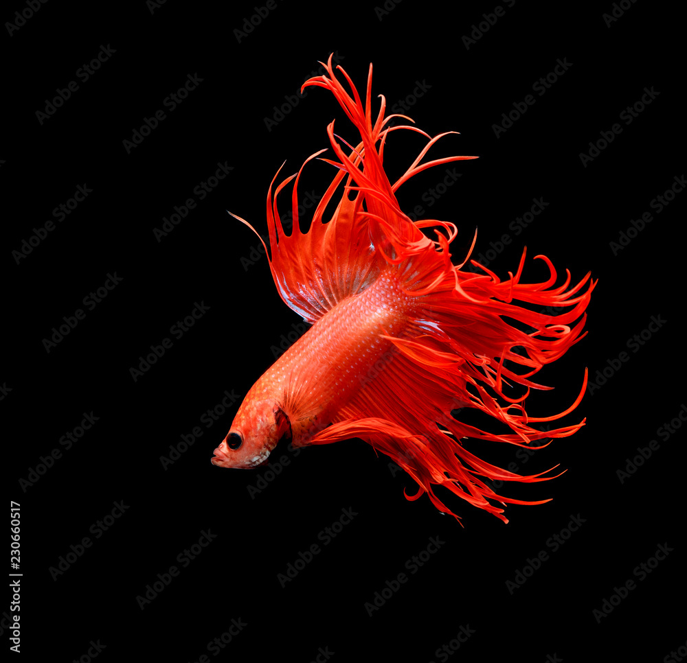 Siamese fighting fish, red fish, black background Betta splendens ...