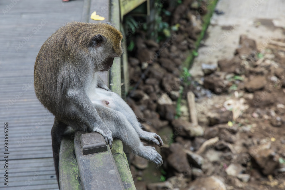 A sad monkey looking depressed at the Monkey Forest Temple in Ubud, Bali Stock-Foto | Adobe Stock