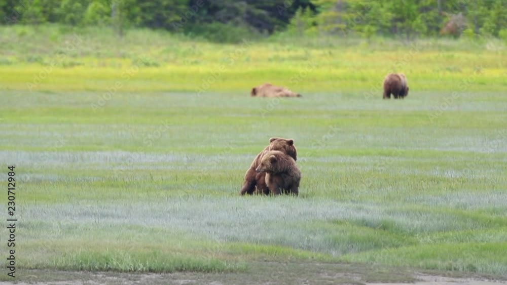 Alaska Brown Bear Boar mating with a sow - Grizzly Bear Hump Day Stock ...