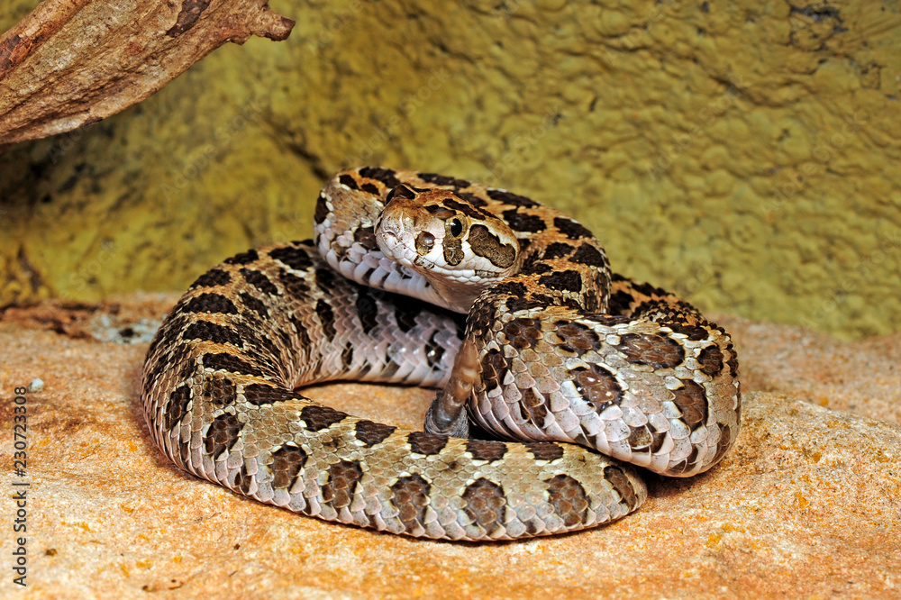 Mexikanische Lanzenkopf Klapperschlange Crotalus Polystictus Im Terrarium Mexican Lance