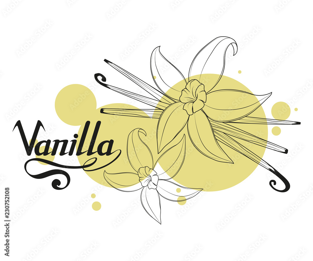 hand drawn vanilla beans, spicy ingredient, vanilla flower logo ...
