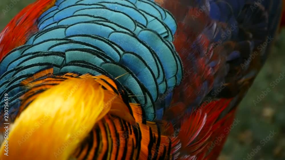 Magnificent elegant male of Chinese Red Golden pheasant, Chrysolophus ...