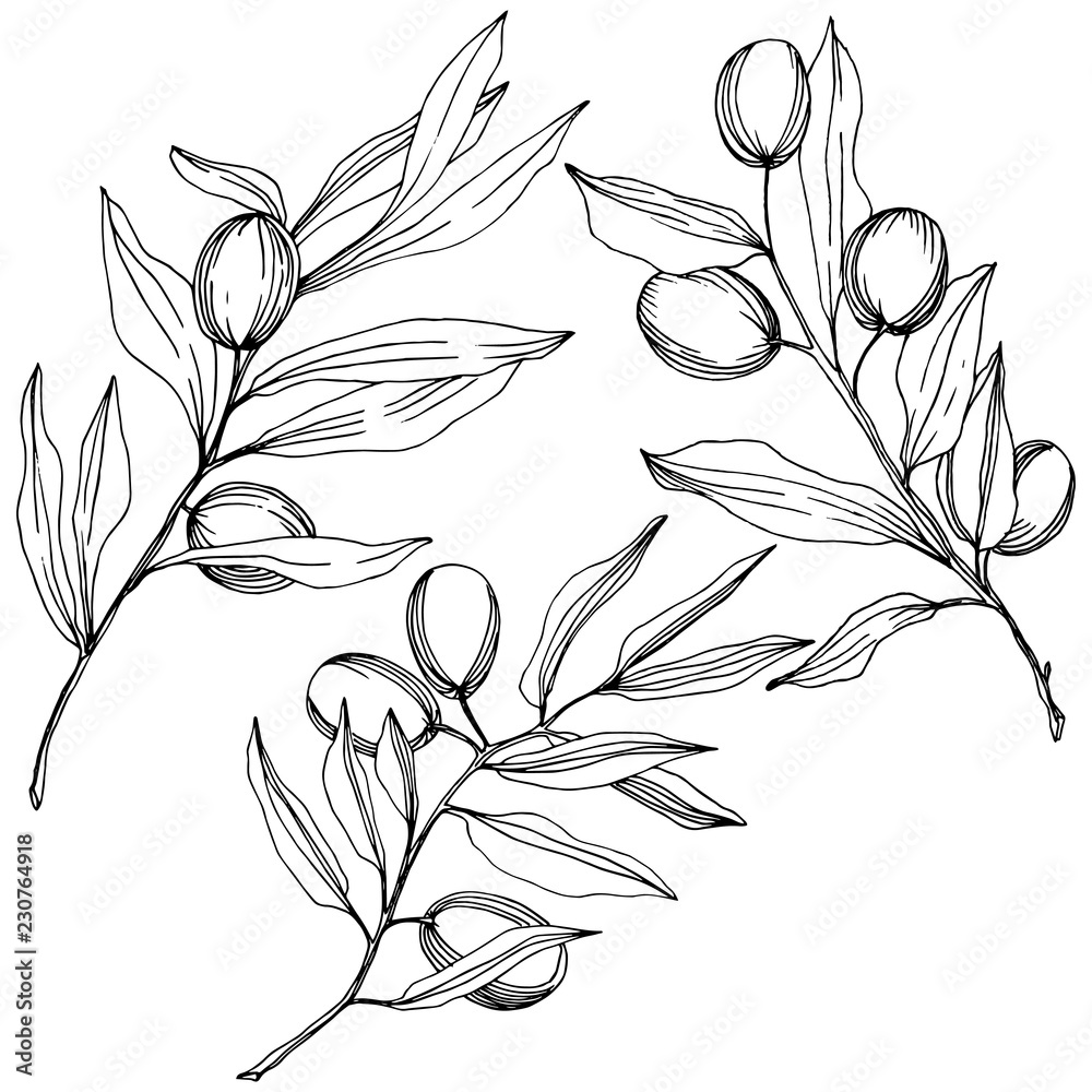 Olive tree in a vector style isolated. Black and white engraved ink art ...