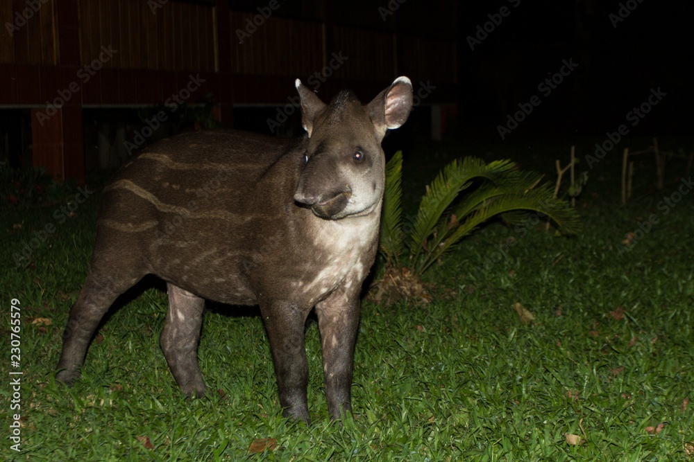 South American tapir (Tapirus terrestris) in natural habitat during ...