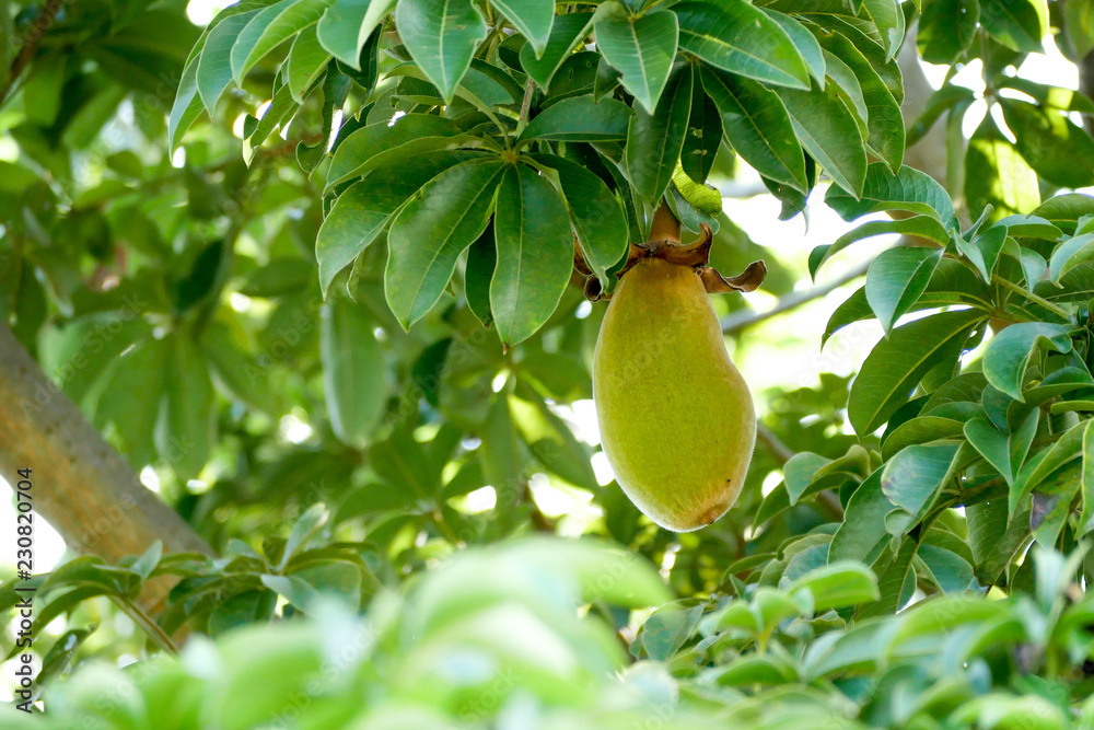 African baobab fruit or Monkey bread Stock Photo | Adobe Stock
