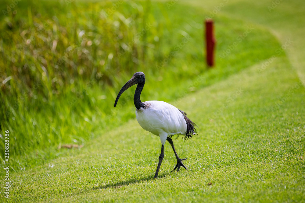 Heilige Ibis (Threskiornis aethiopicus) bij een waterhindernis op de ...