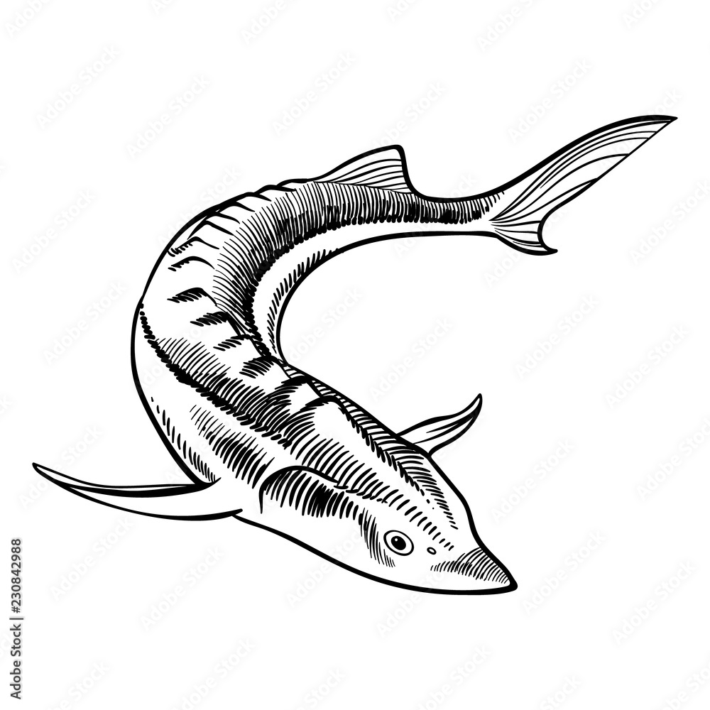 Sturgeon hand drawn seafood black and white illustration. Vector ...