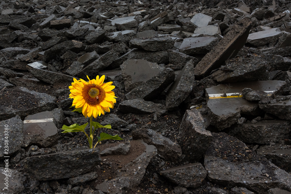 Sunflower growing on a Pile of Rubble Stock Photo | Adobe Stock