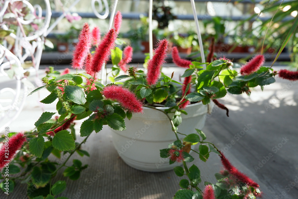 Red Foxtail Plant