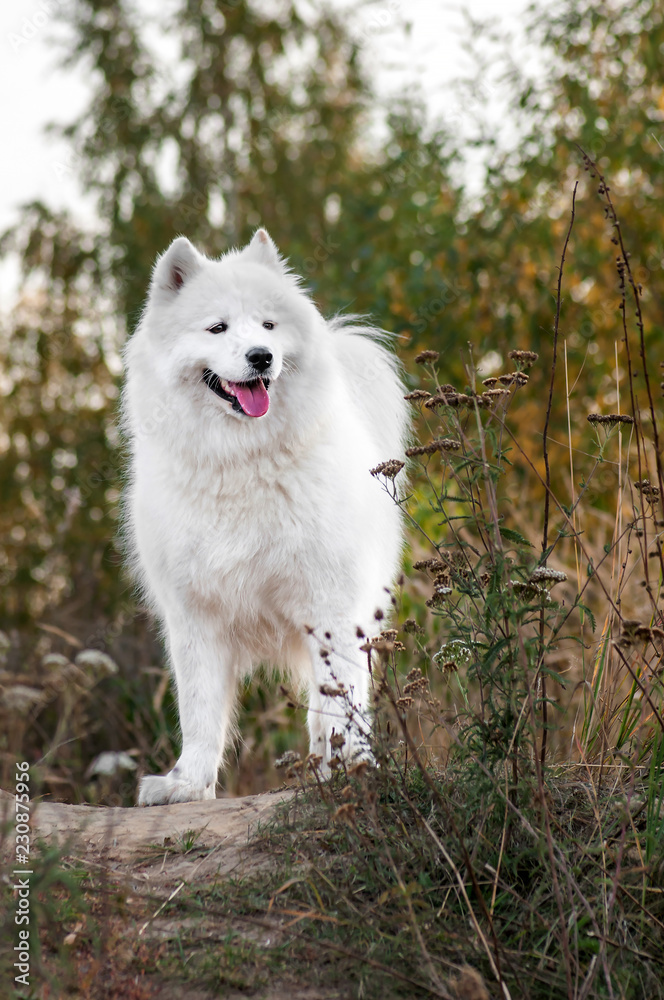 Siberian Samoyed Dogs