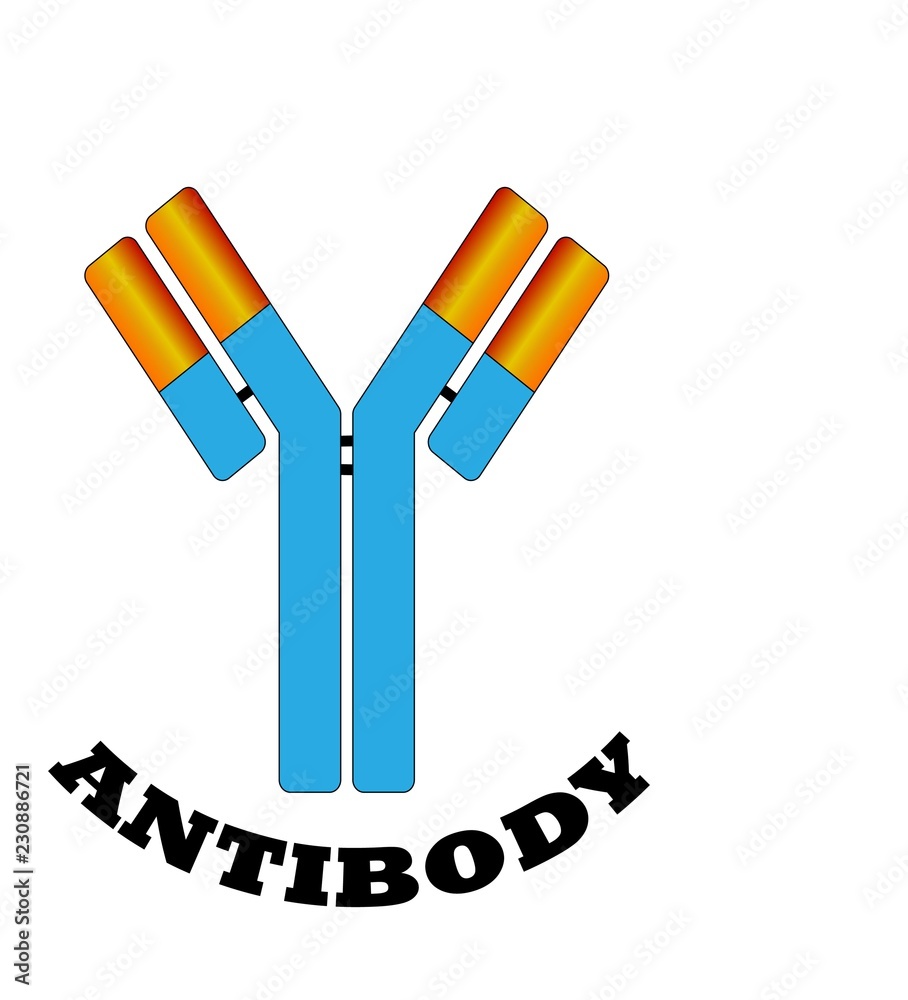 antibody molecule Stock Vector | Adobe Stock