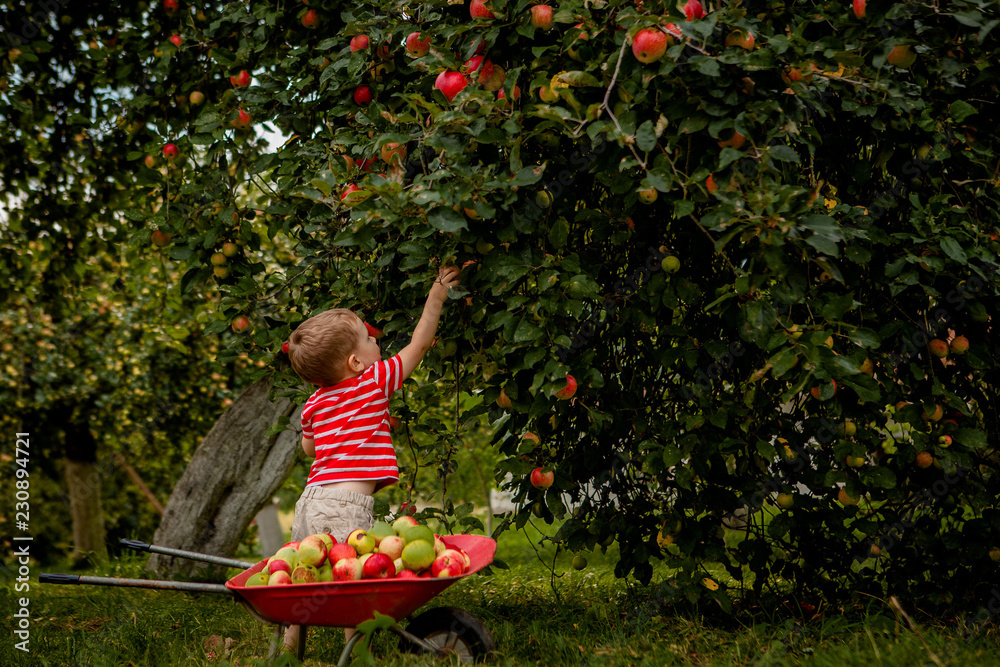 Child picking apples on a farm. Little boy playing in apple tree ...