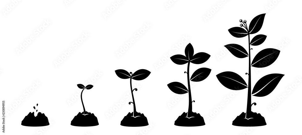 Planting seed sprout in ground. Infographic silhouette sequence grow ...