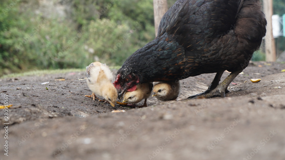 gallina y sus pollitos Stock Photo | Adobe Stock