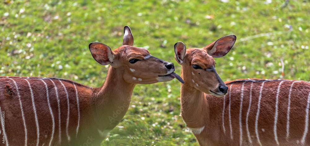 African Striped Deer