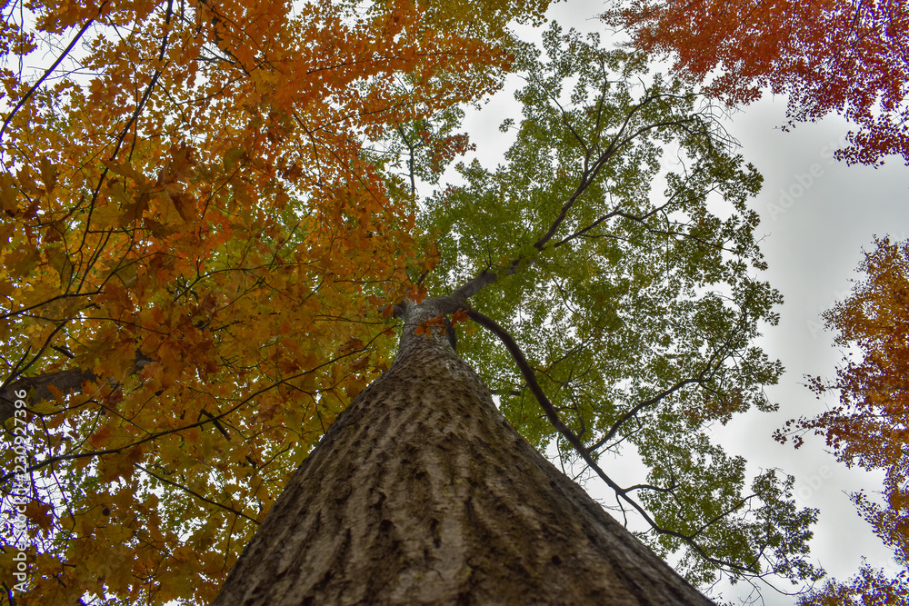 Huron Nature Center. View from the bottom of an Oak Tree with ...