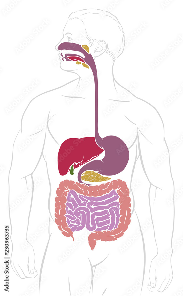 Human Gut Diagram