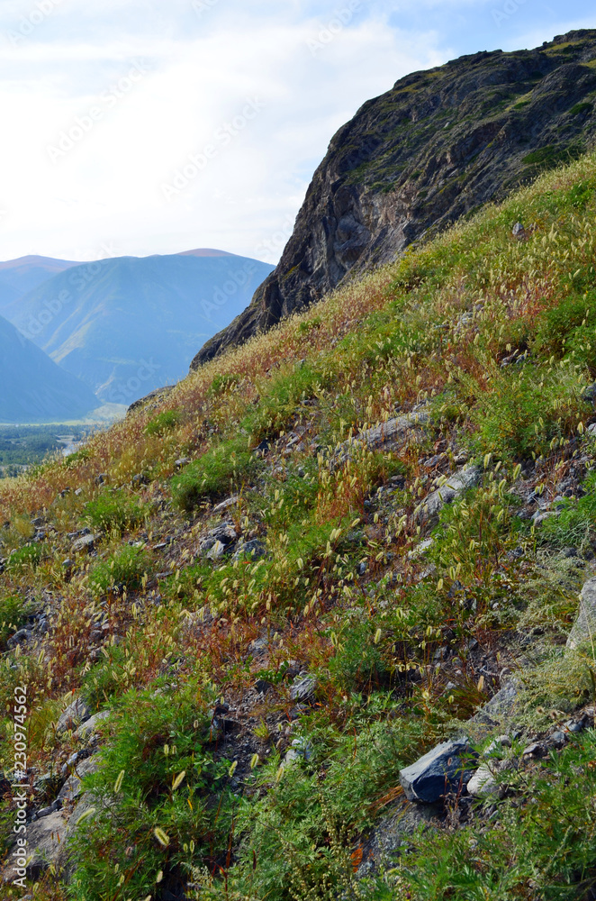 Mountain slope covered with grass. The valley of the river Chulyshman ...
