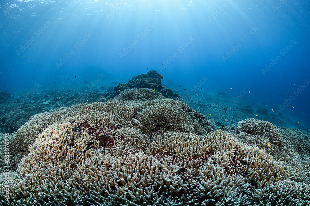Healthy and Colorful Coral Reefs of Ishigaki, Okinawa (Japan) Stock ...