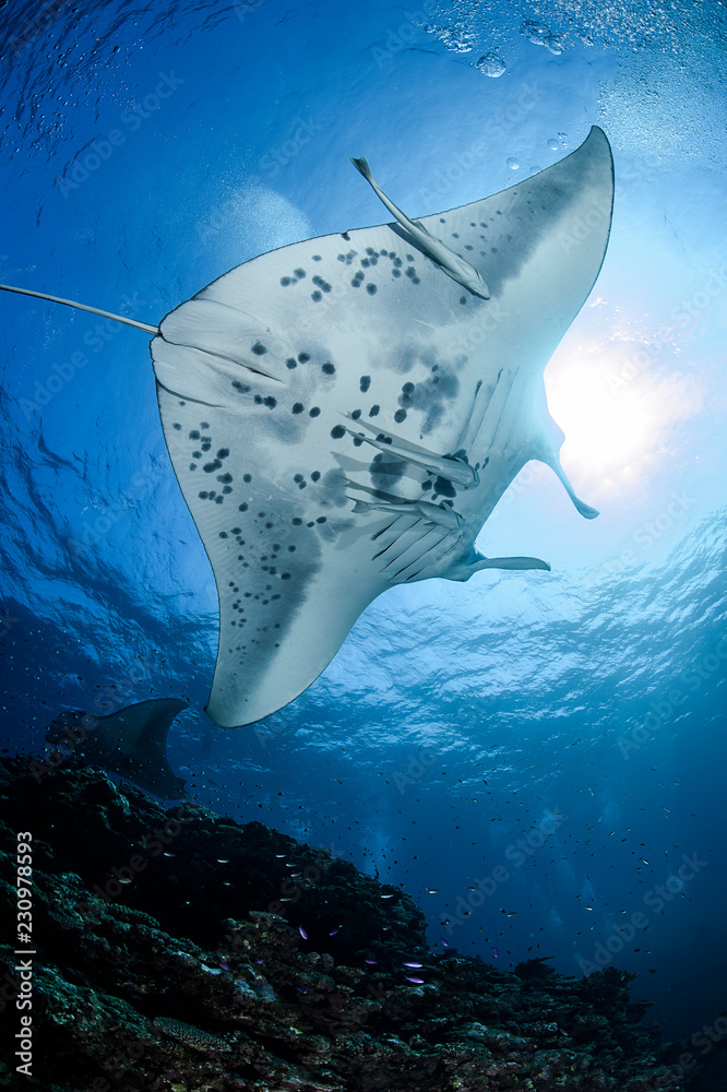 Large Manta Ray Gliding and Swimming over Cleaning Station of Ishigaki ...