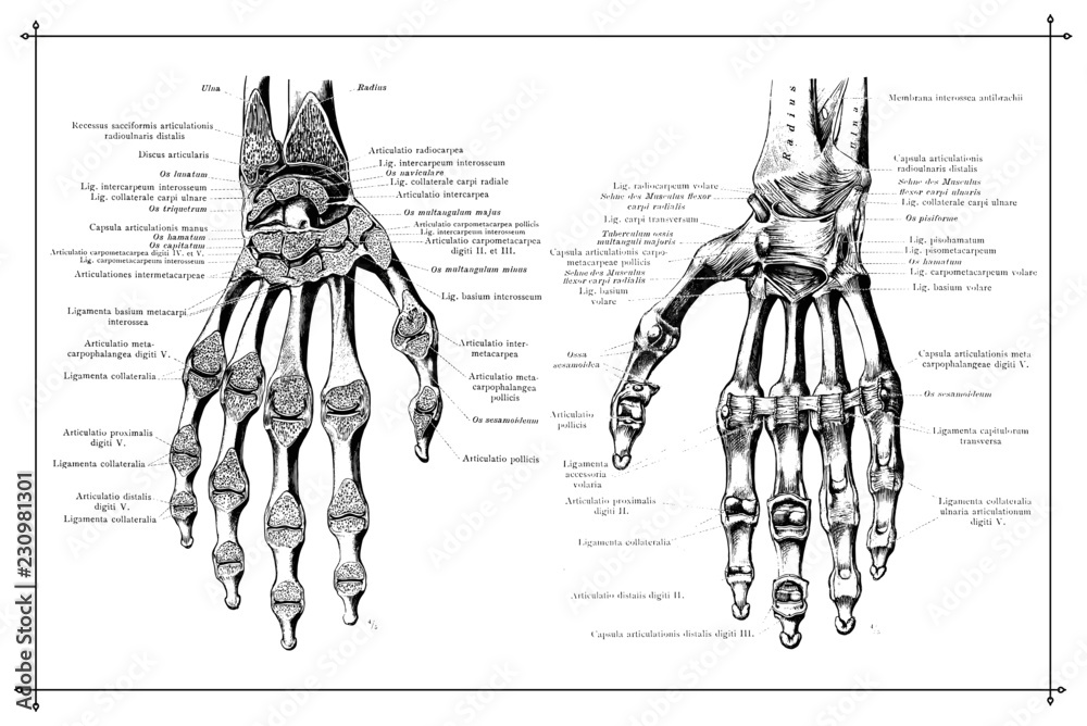Human Hands Skeleton Anatomy Black & White Vector Illustration with ...