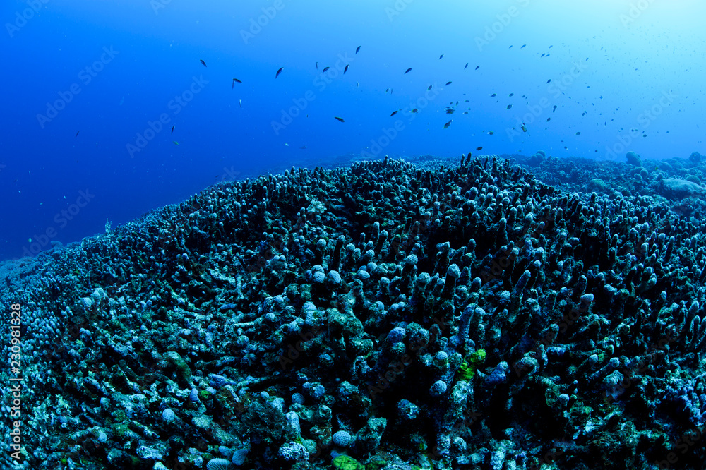 Bleached and Dead Coral Reefs of Ishigaki, Okinawa Japan due to Rising ...