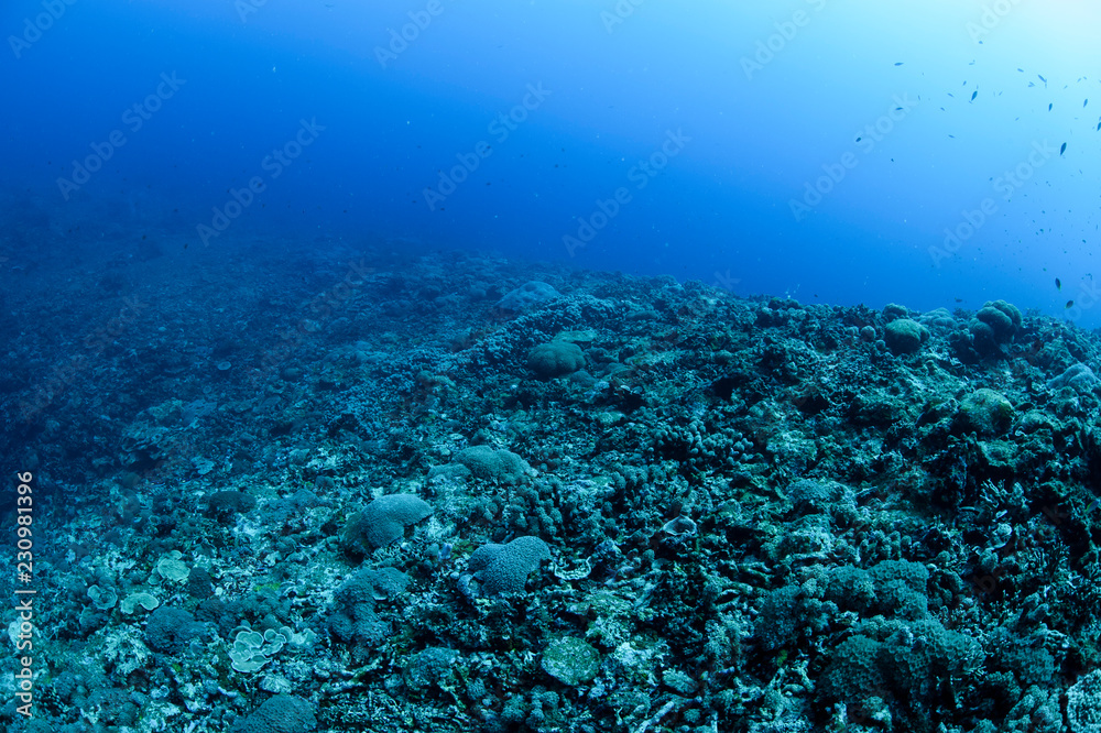 Bleached and Dead Coral Reefs of Ishigaki, Okinawa Japan due to Rising ...
