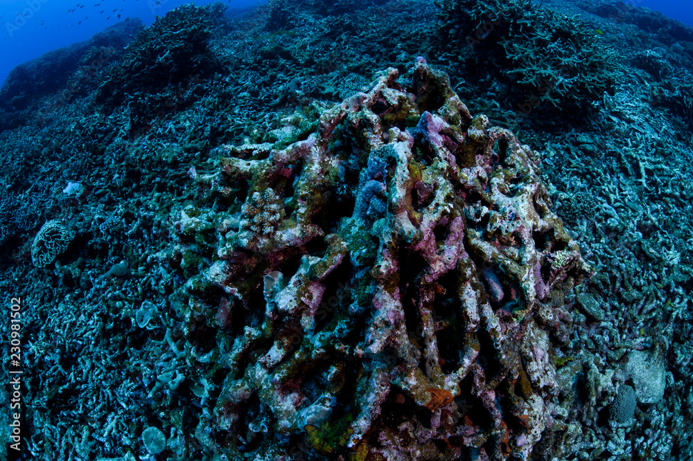 Bleached and Dead Coral Reefs of Ishigaki, Okinawa Japan due to Rising ...