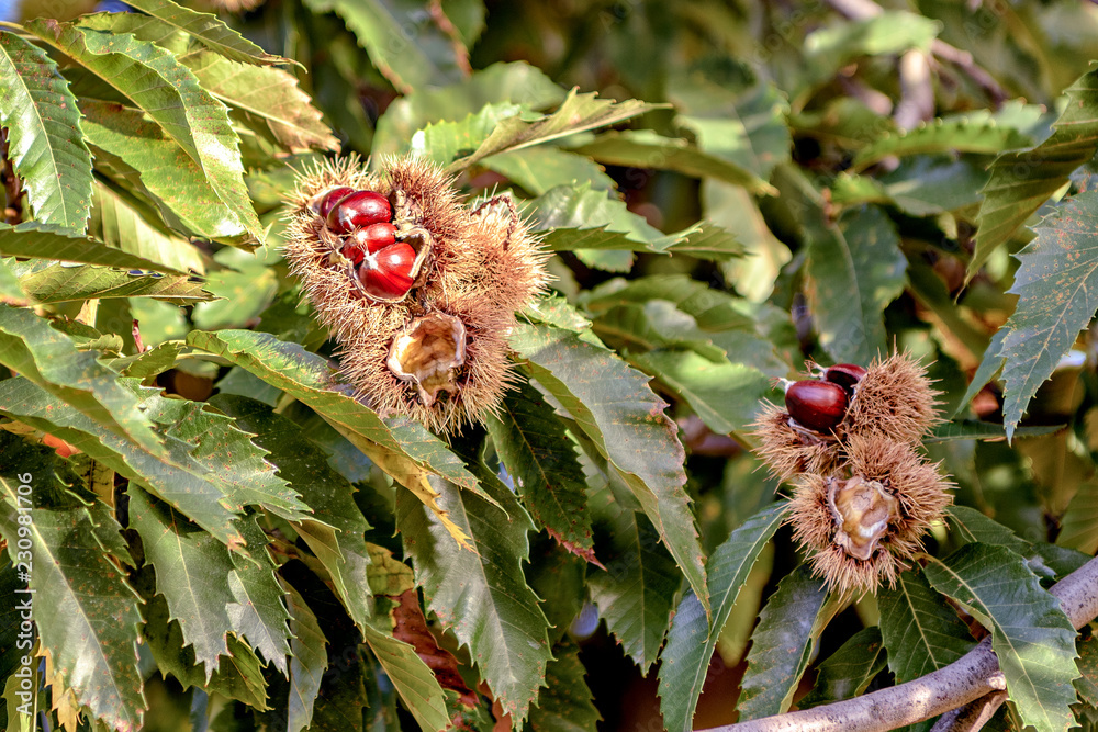Closeup of chestnut tree showing chestnut cocoons ready to harvest ...