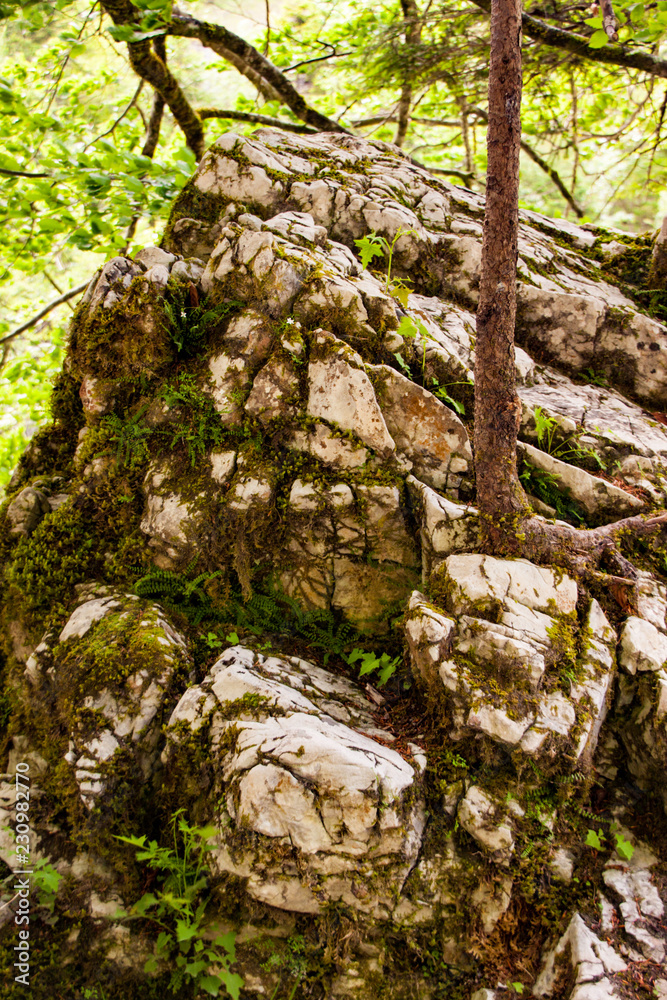 Fels- und Steinformation im Wald, Steine, Felsen, Bäume wachsen aus ...