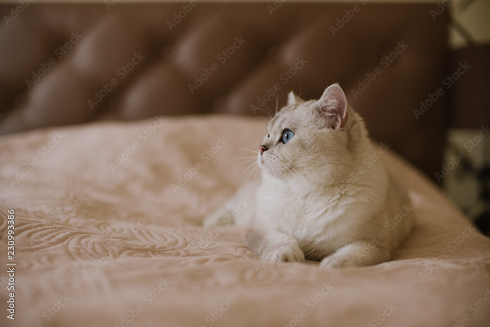 Blue And White British Shorthair