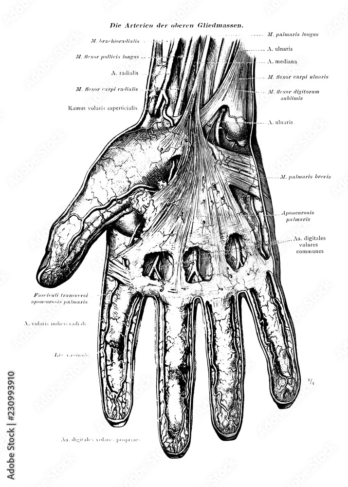 Human Hand Skeleton Vein Anatomy Black & White Illustration Stock ...